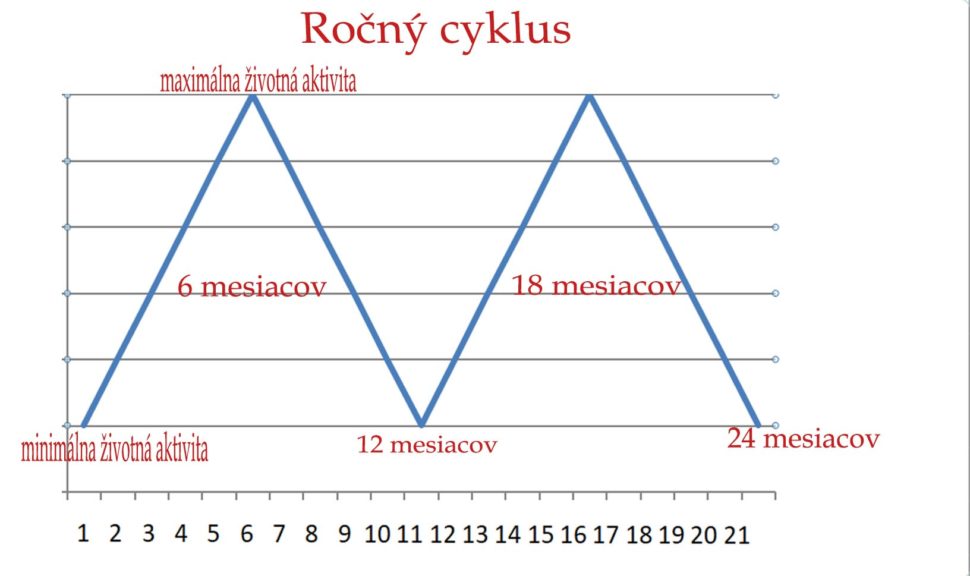 Životný cyklus | www.klucekzdraviu.sk